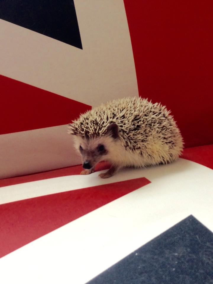 The Elegance of MY Hedgehog | Cats&Grammar